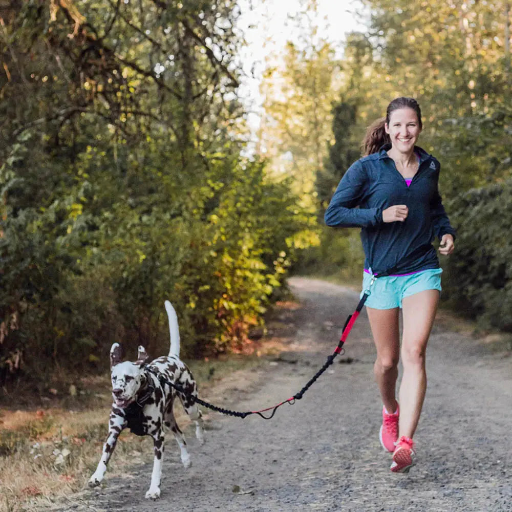 Best Leash for Dogs That Pull: Top Picks to Stop Pulling Effectively ...